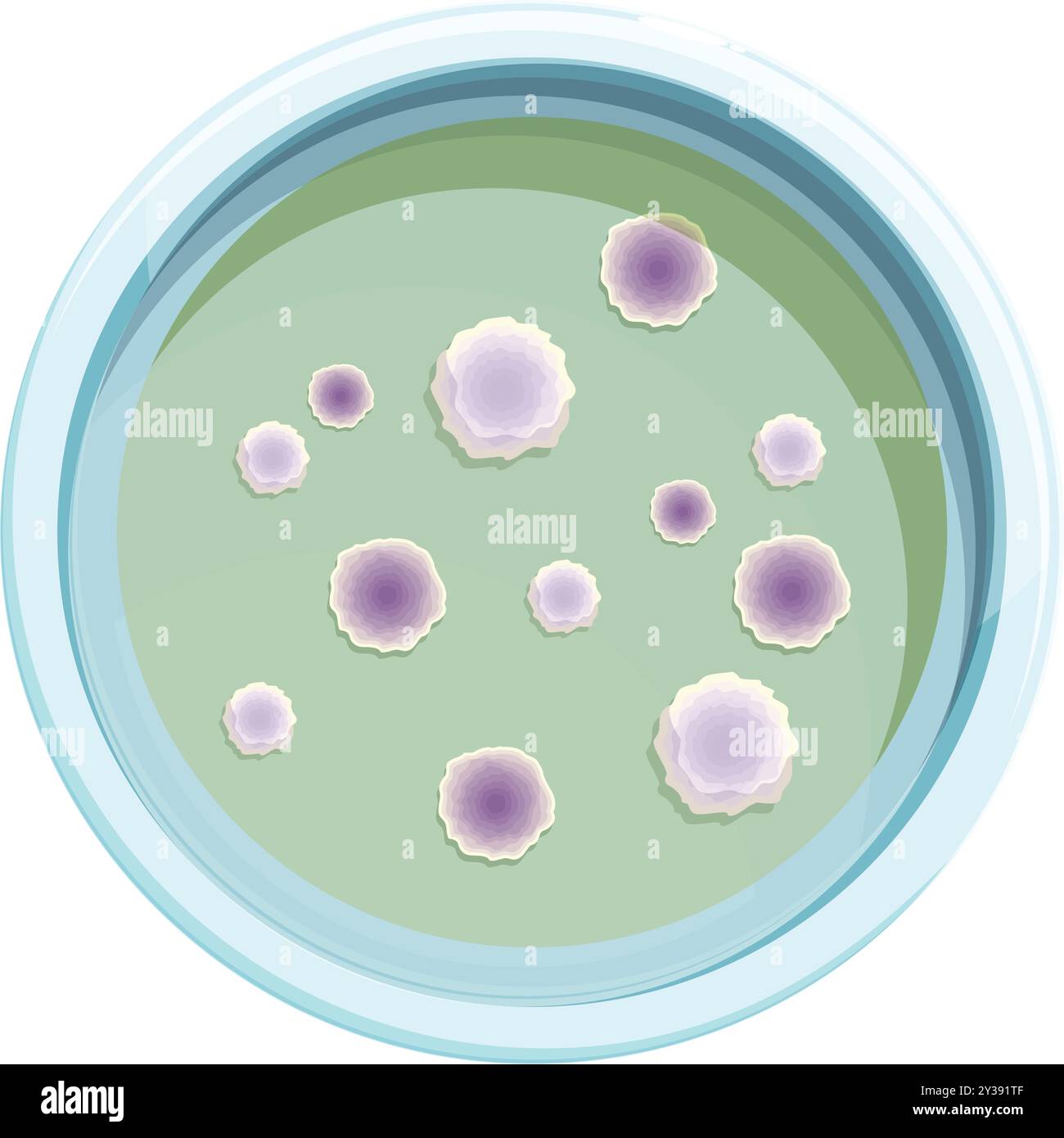 Petri dish containing colonies of bacteria growing on an agar medium ...
