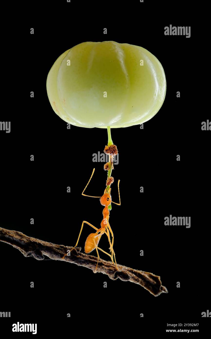 Ant carrying the fruit on branch Stock Photo - Alamy
