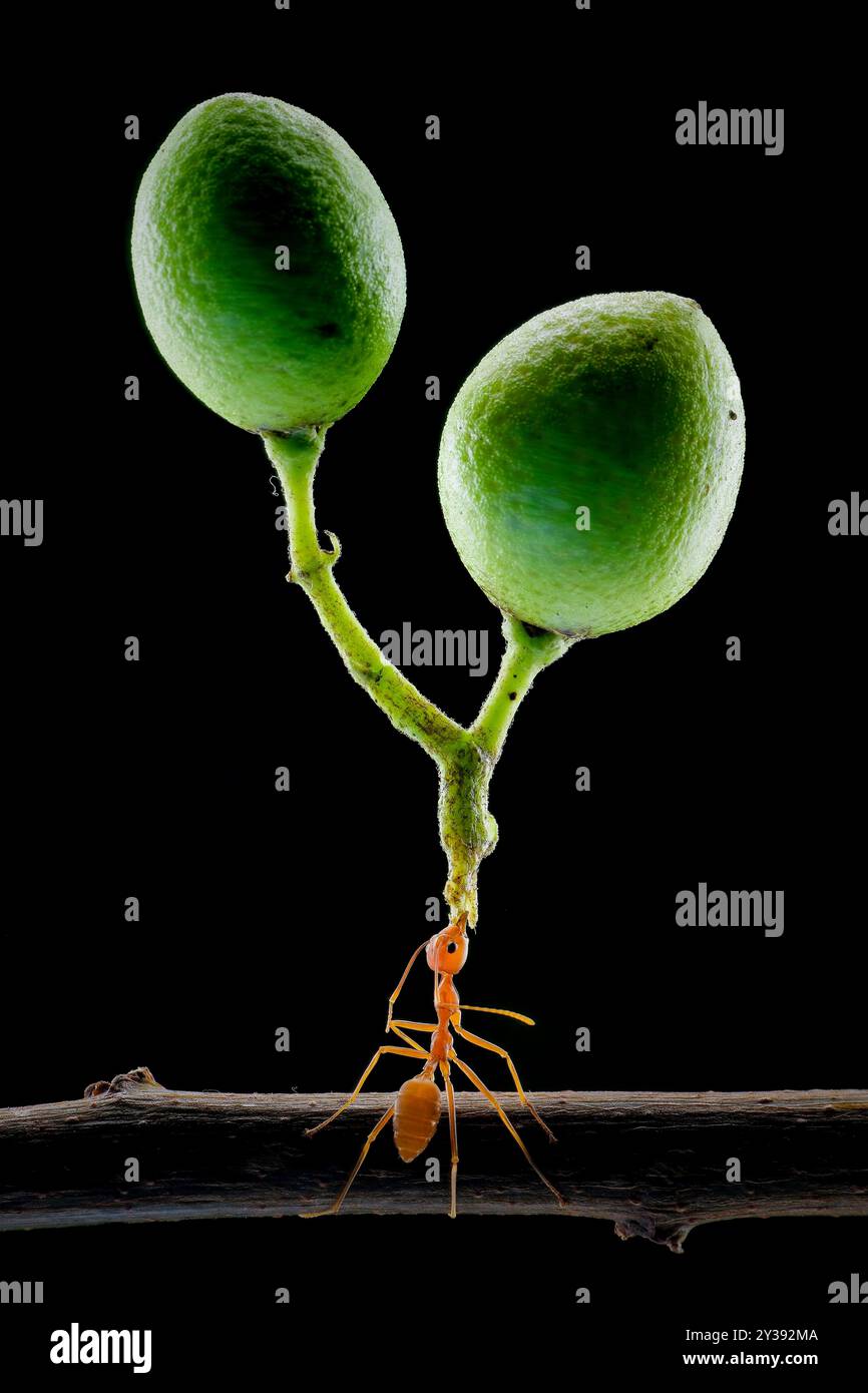 Ant carrying the fruit on branch Stock Photo - Alamy