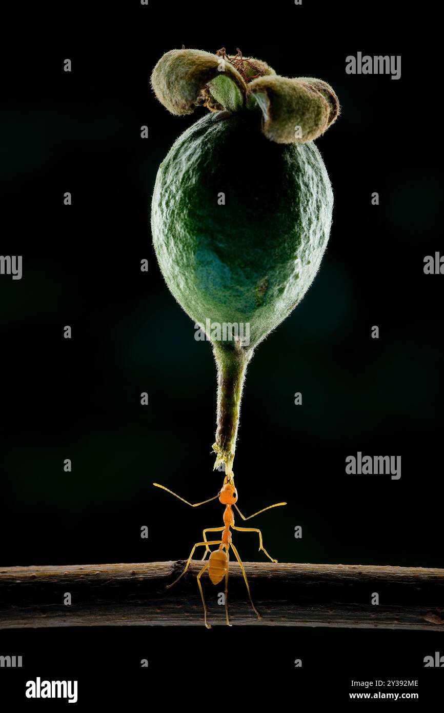 Ant carrying the fruit on branch Stock Photo - Alamy