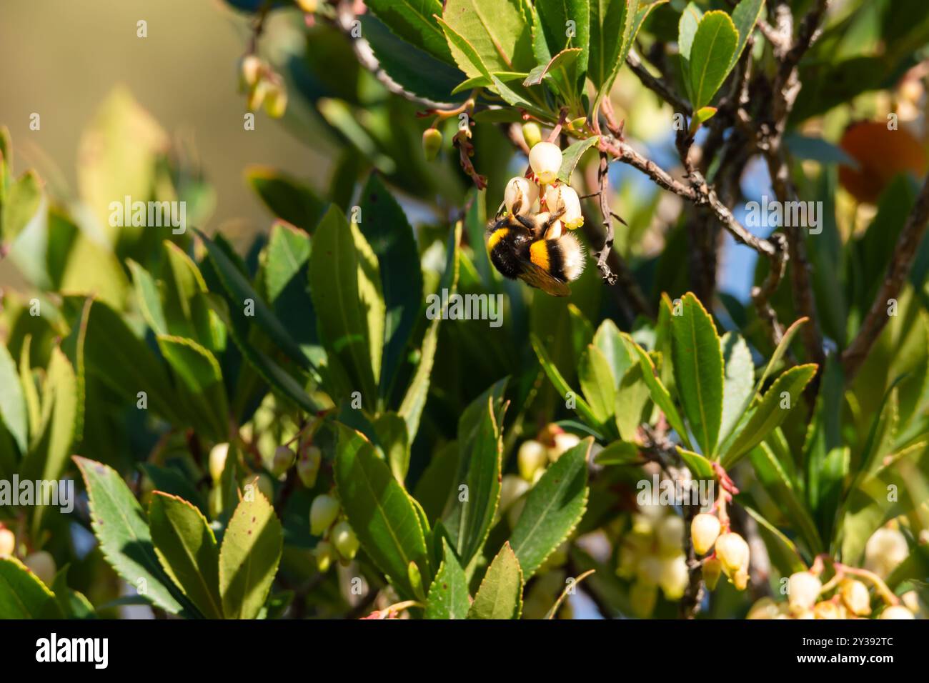 Close up bumblebee walking hi-res stock photography and images - Alamy