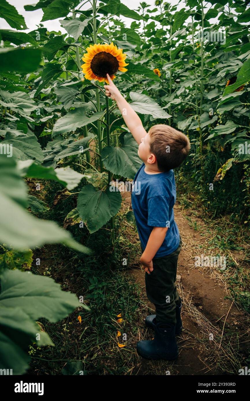 Tall sunflower boy hi-res stock photography and images - Alamy