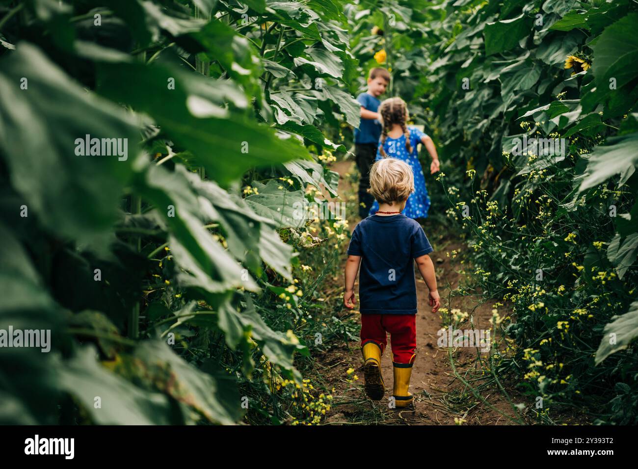 Children walk through path surrounded by tall sunflower plants Stock ...