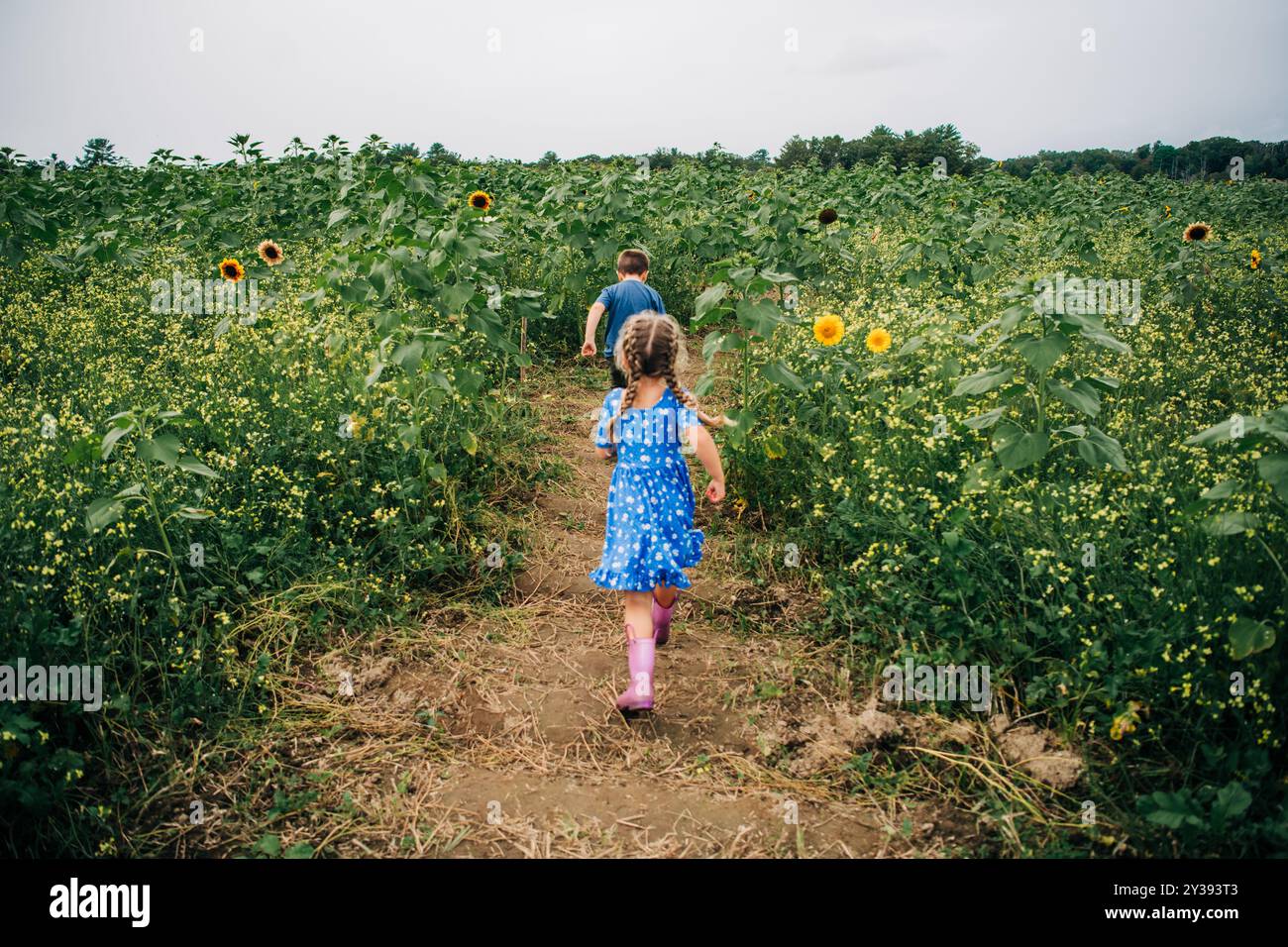 Two children in a sunflower field along a dirt path Stock Photo - Alamy