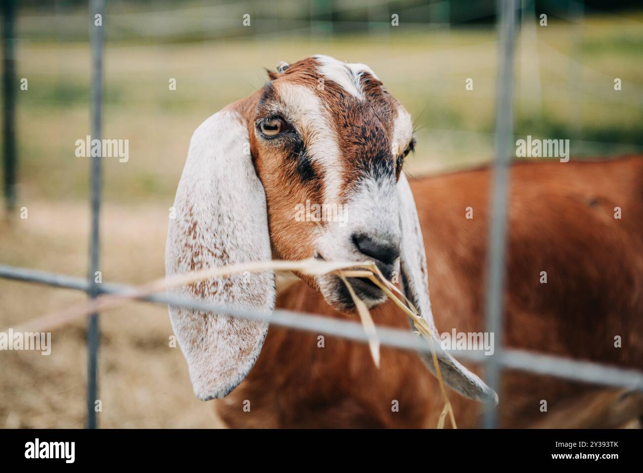 A close-up of a goat chewing hay behind a fence on a farm Stock Photo ...