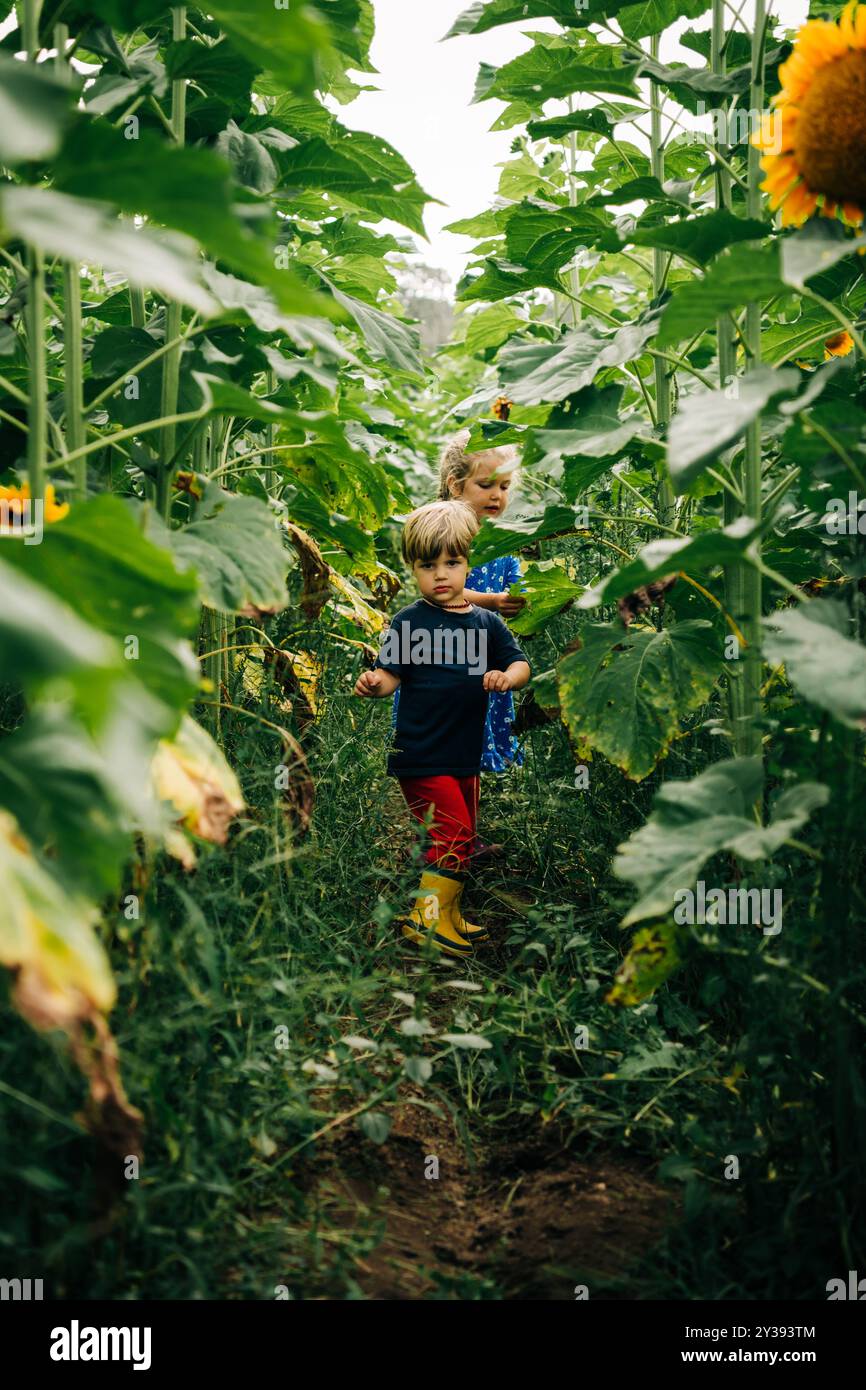 Two children walk through a path surrounded by tall sunflowers Stock ...