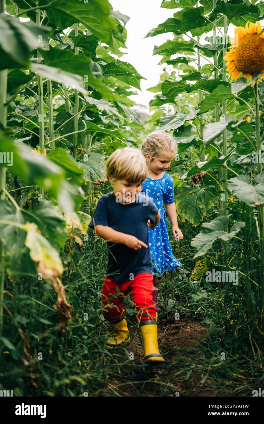 Two children happily walk through a sunflower field Stock Photo - Alamy