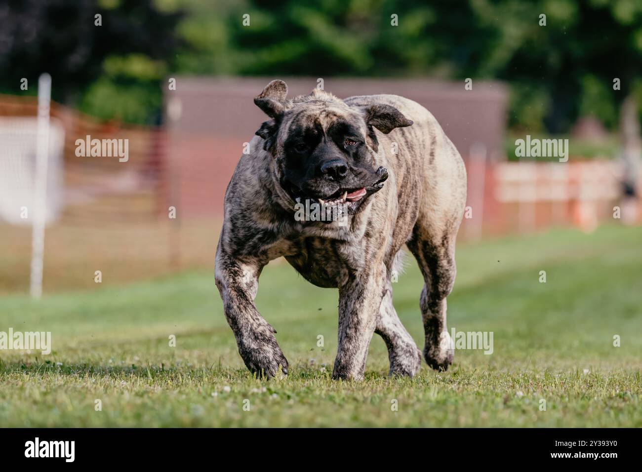 New york giant running hi-res stock photography and images - Alamy