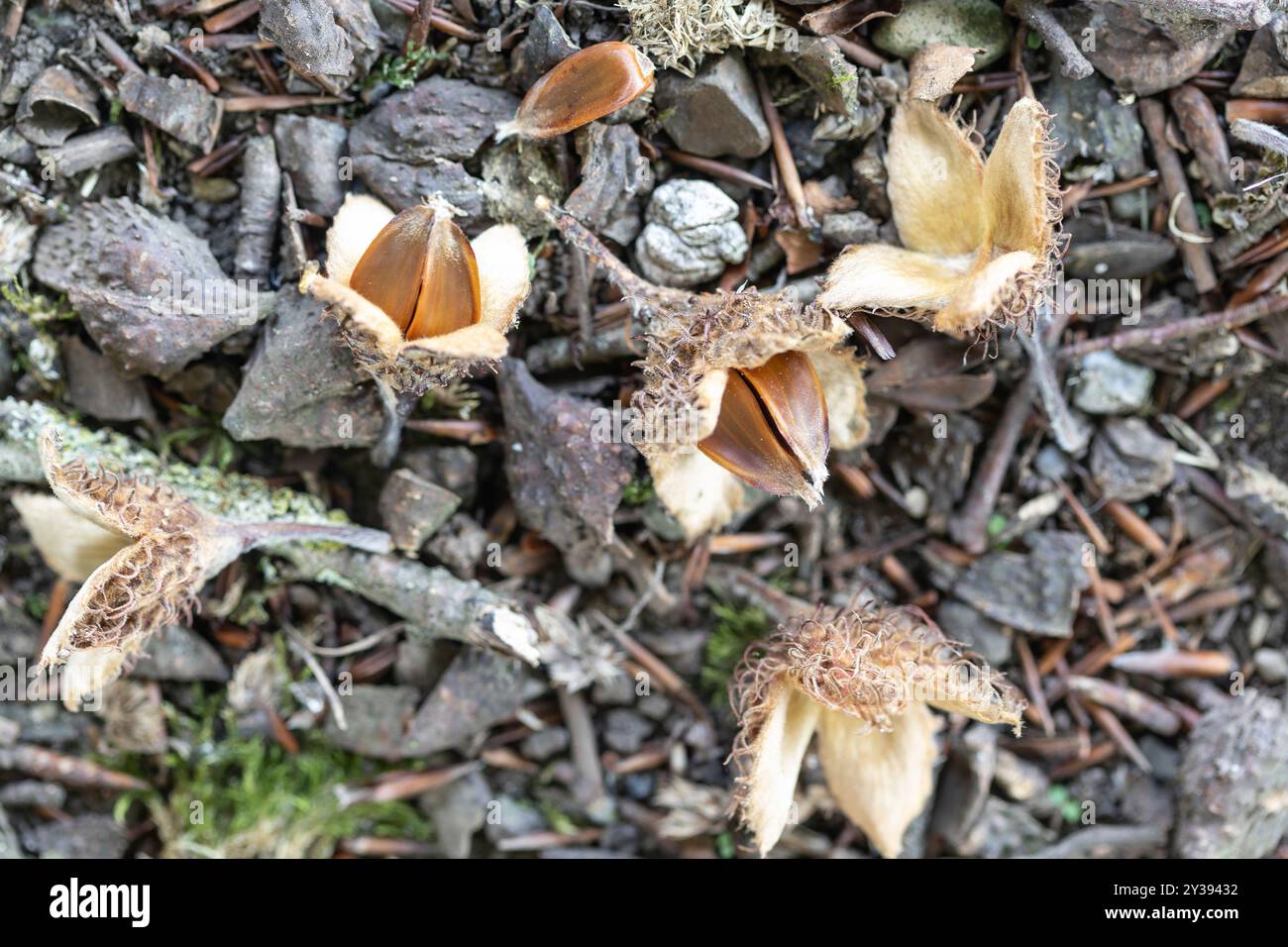 The fruit of a red beech tree in autumn Stock Photo - Alamy