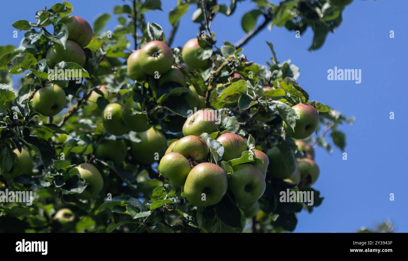 Crop of apples ready for harvest Stock Photo - Alamy