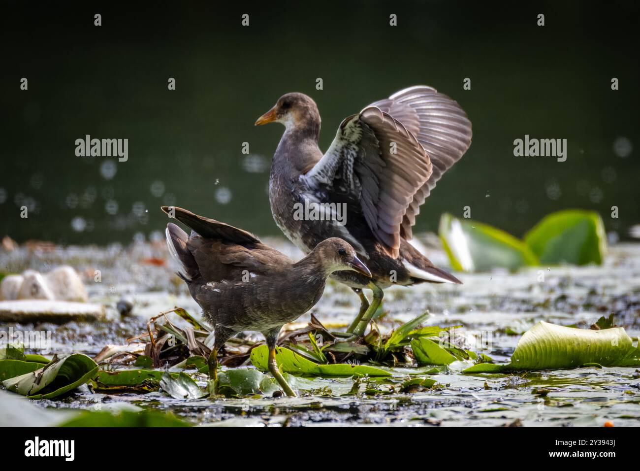 Young common moorhen hi-res stock photography and images - Alamy