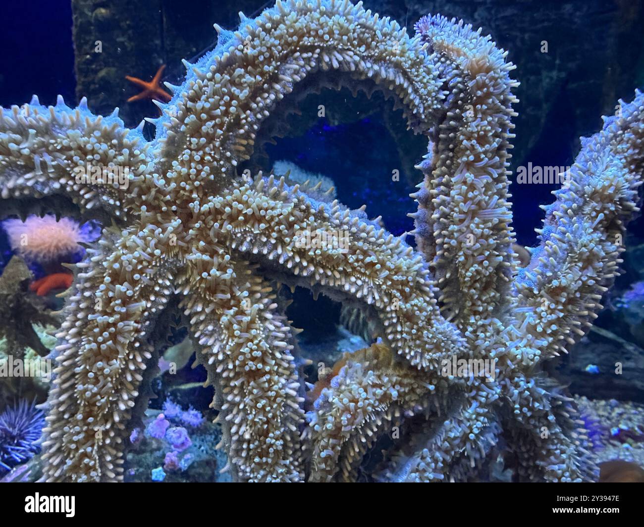 A close up view of the underside of star fish at the aquarium viewd ...