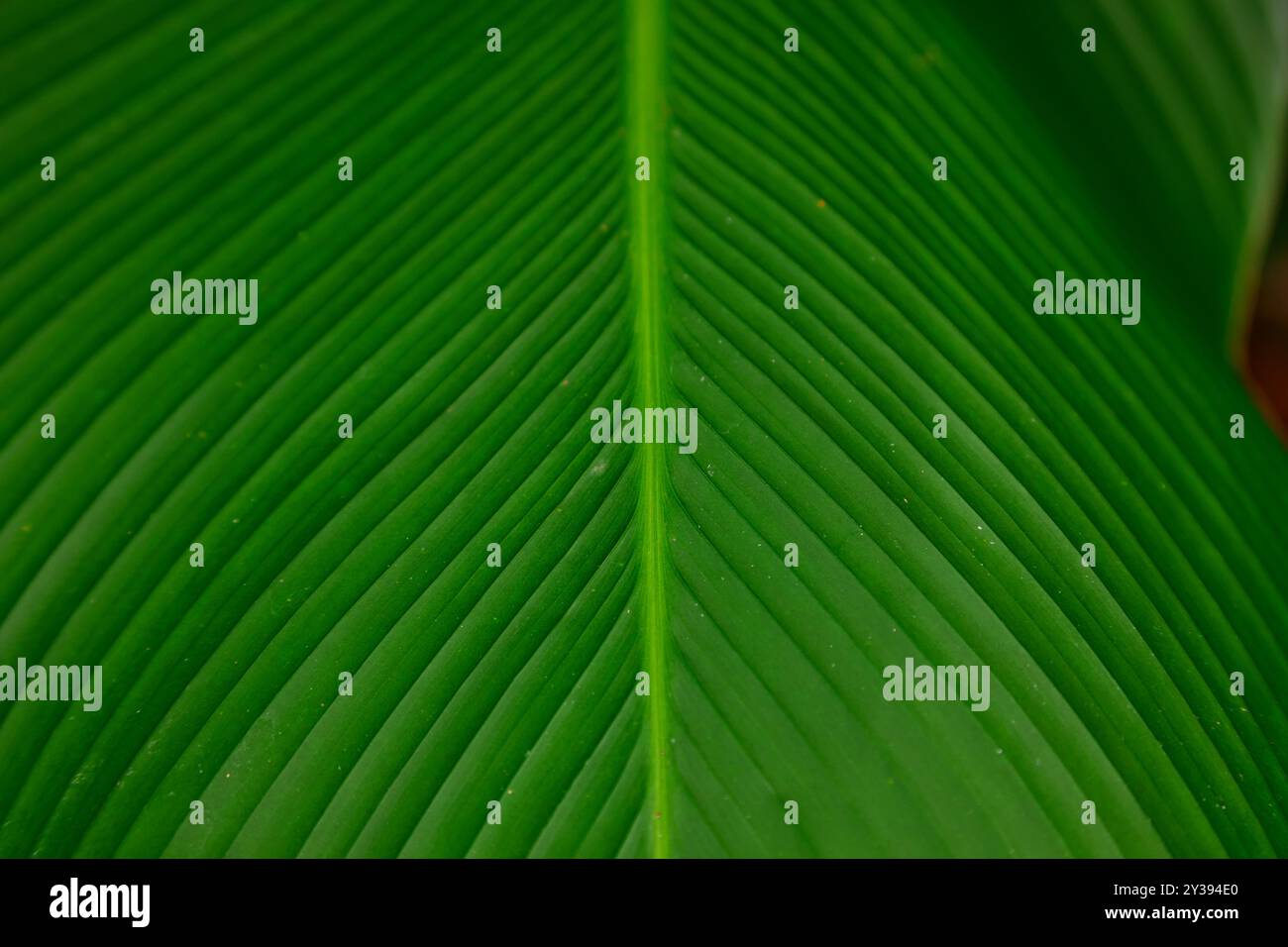 Green leaf pattern texture hi-res stock photography and images - Alamy