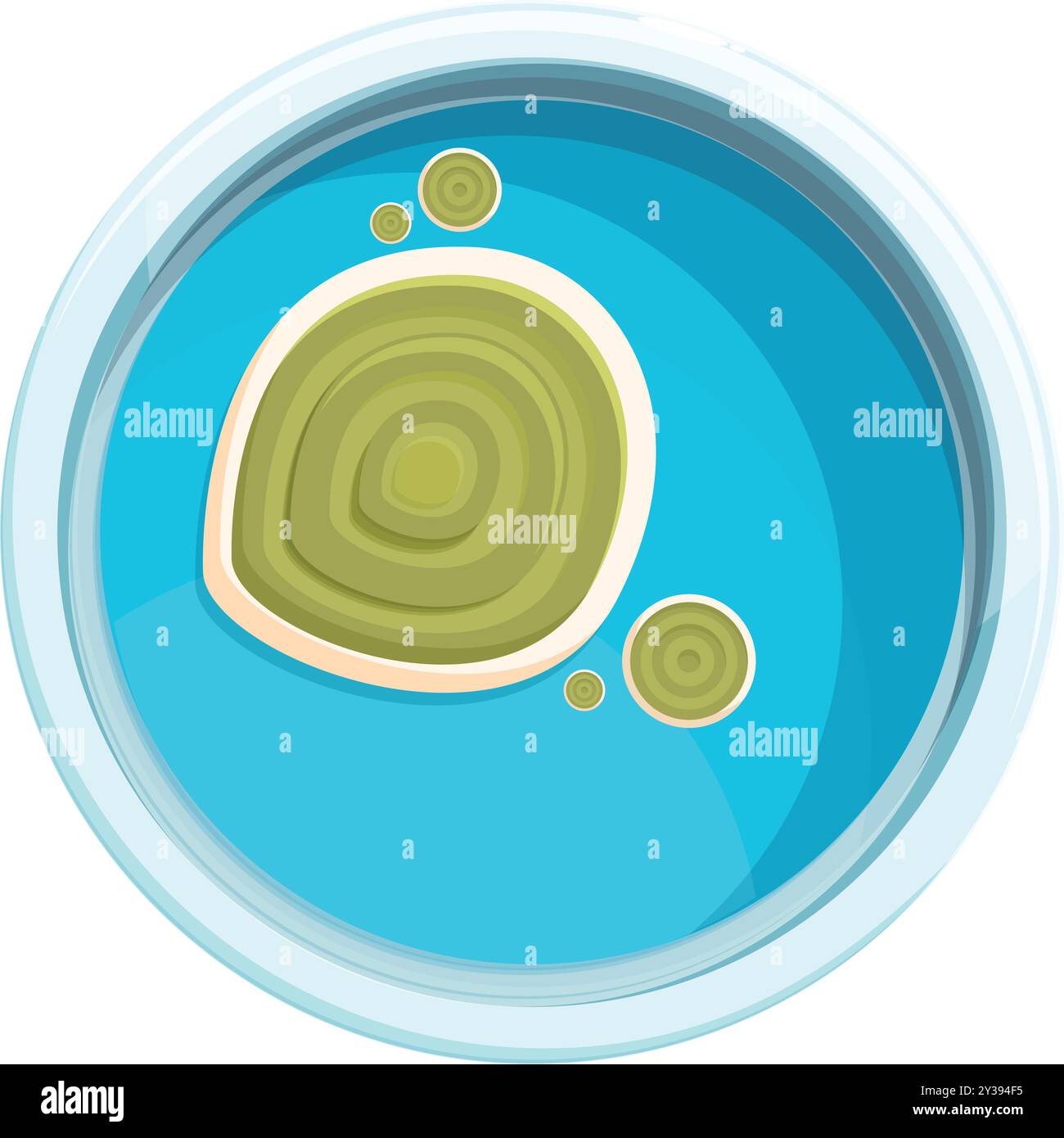 Petri dish containing a culture of bacteria or mold growing in a ...