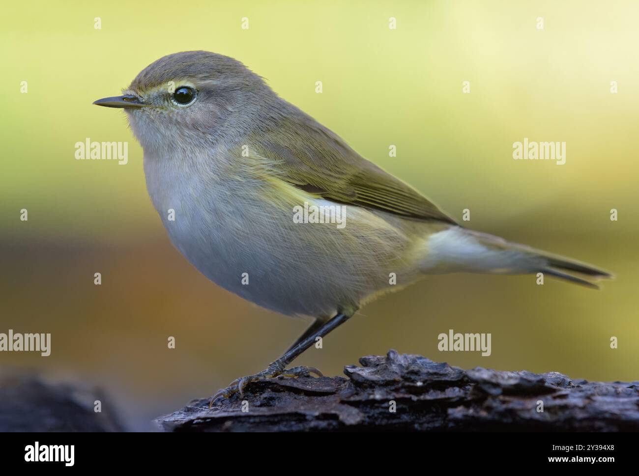 Lovely Common Chiffchaff (Phylloscopus collybita) posing calmly on ...