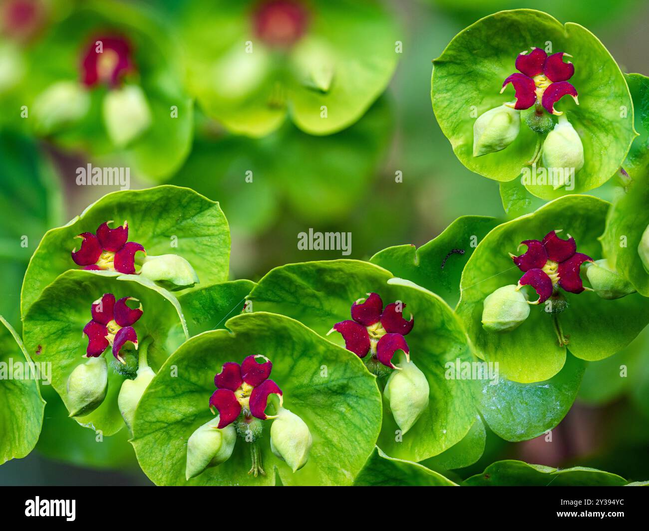 Tiny vividly coloured euphorbia flowers growing in Devon, England, UK ...