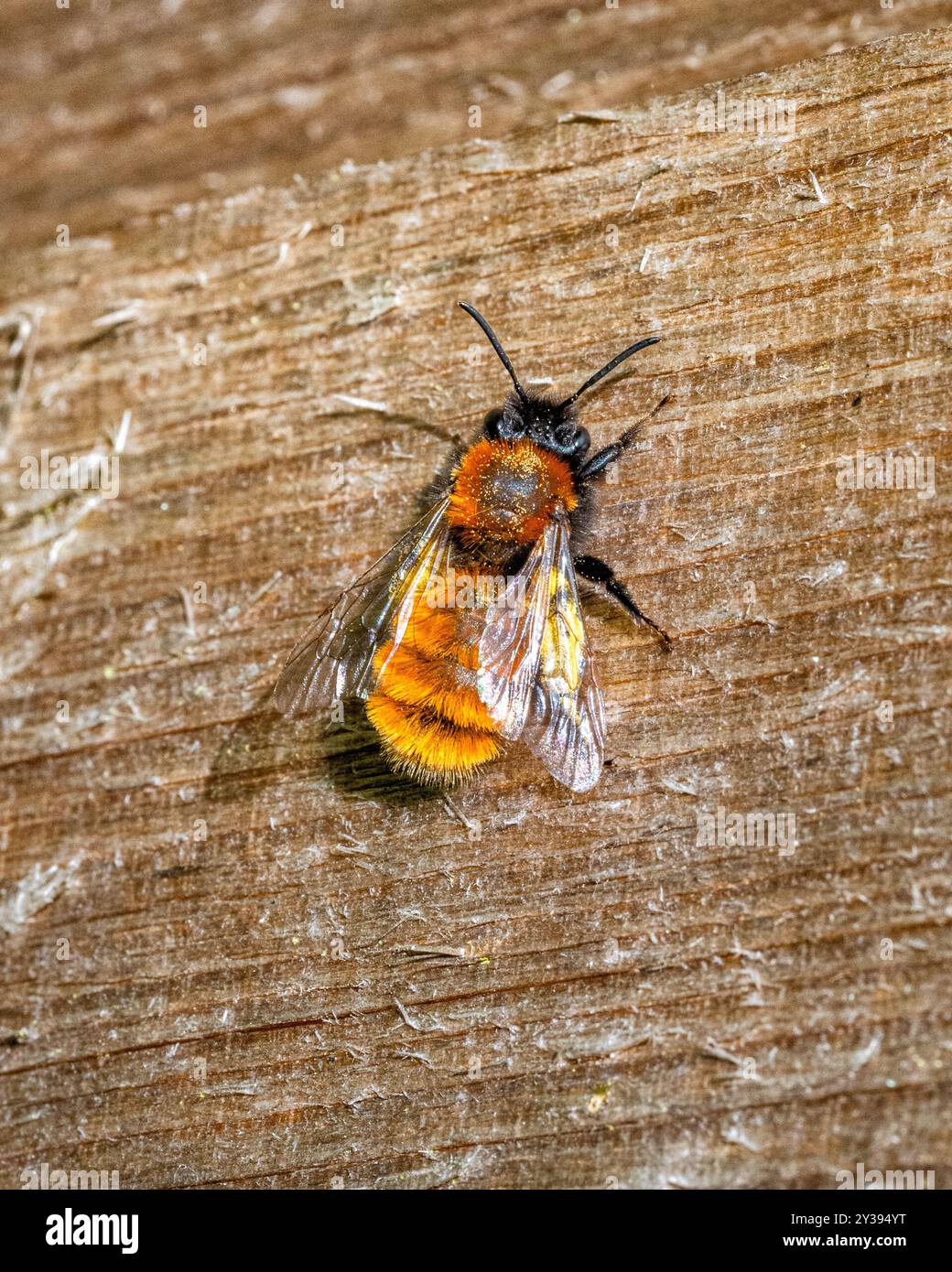 Female tawny mining bee (Andrena fulva) sunbathing on a garden fence ...
