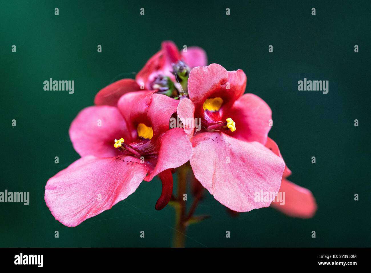 Stiff twinspur (Diascia rigescens) is a species of flowering plant ...