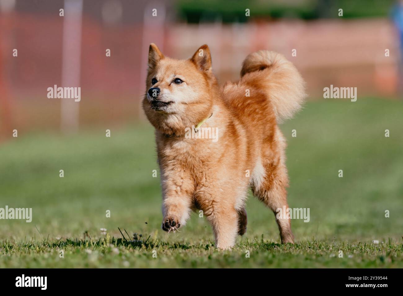 Excited shiba inu hi-res stock photography and images - Alamy
