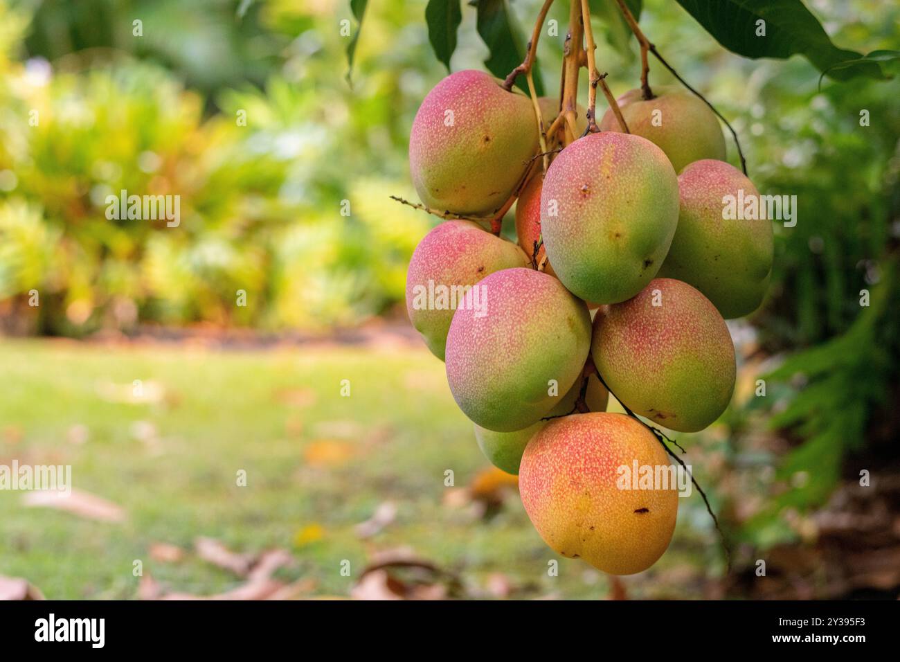 Mango oahu hi-res stock photography and images - Alamy