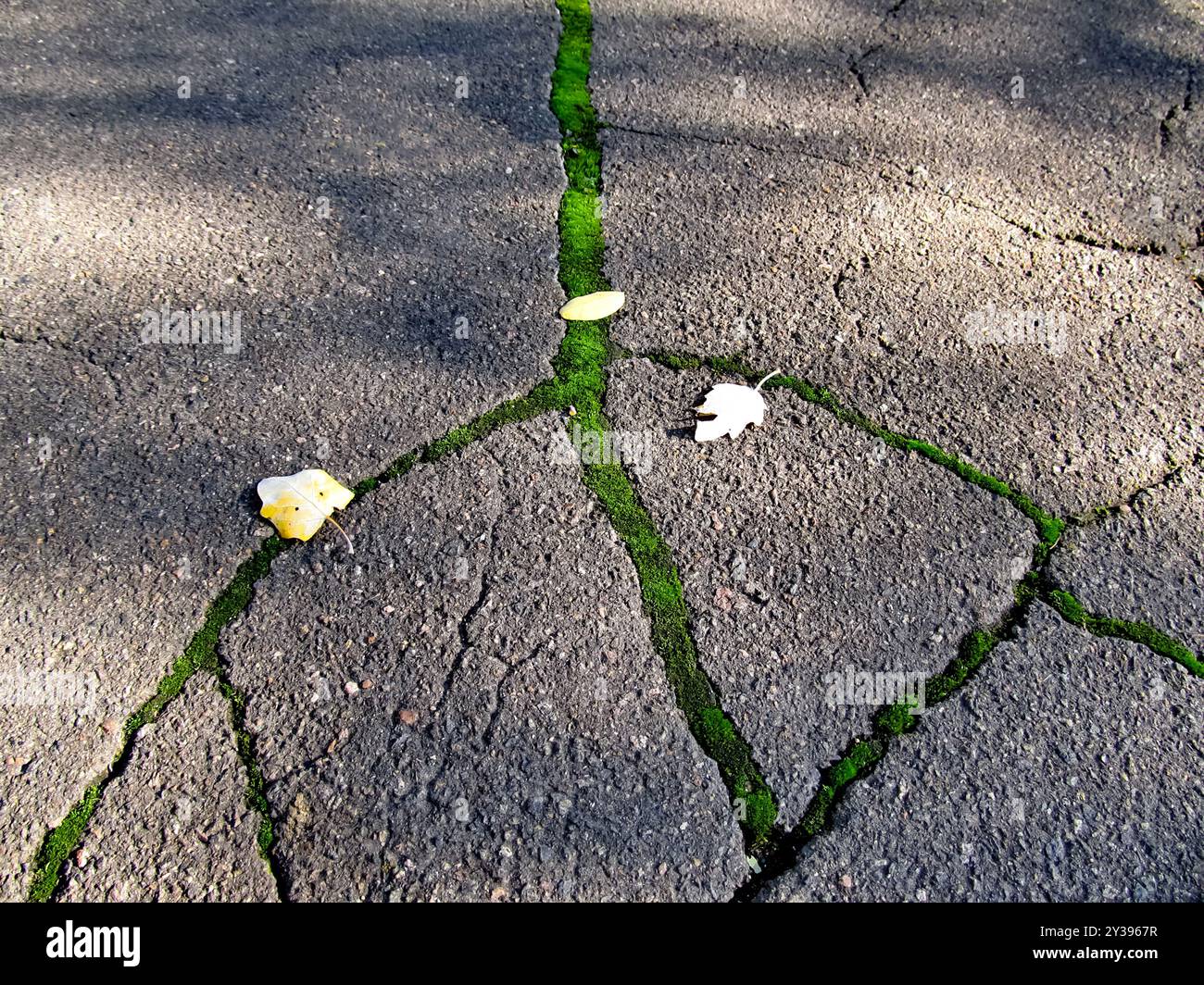 Cracks in asphalt, overgrown with moss Stock Photo - Alamy