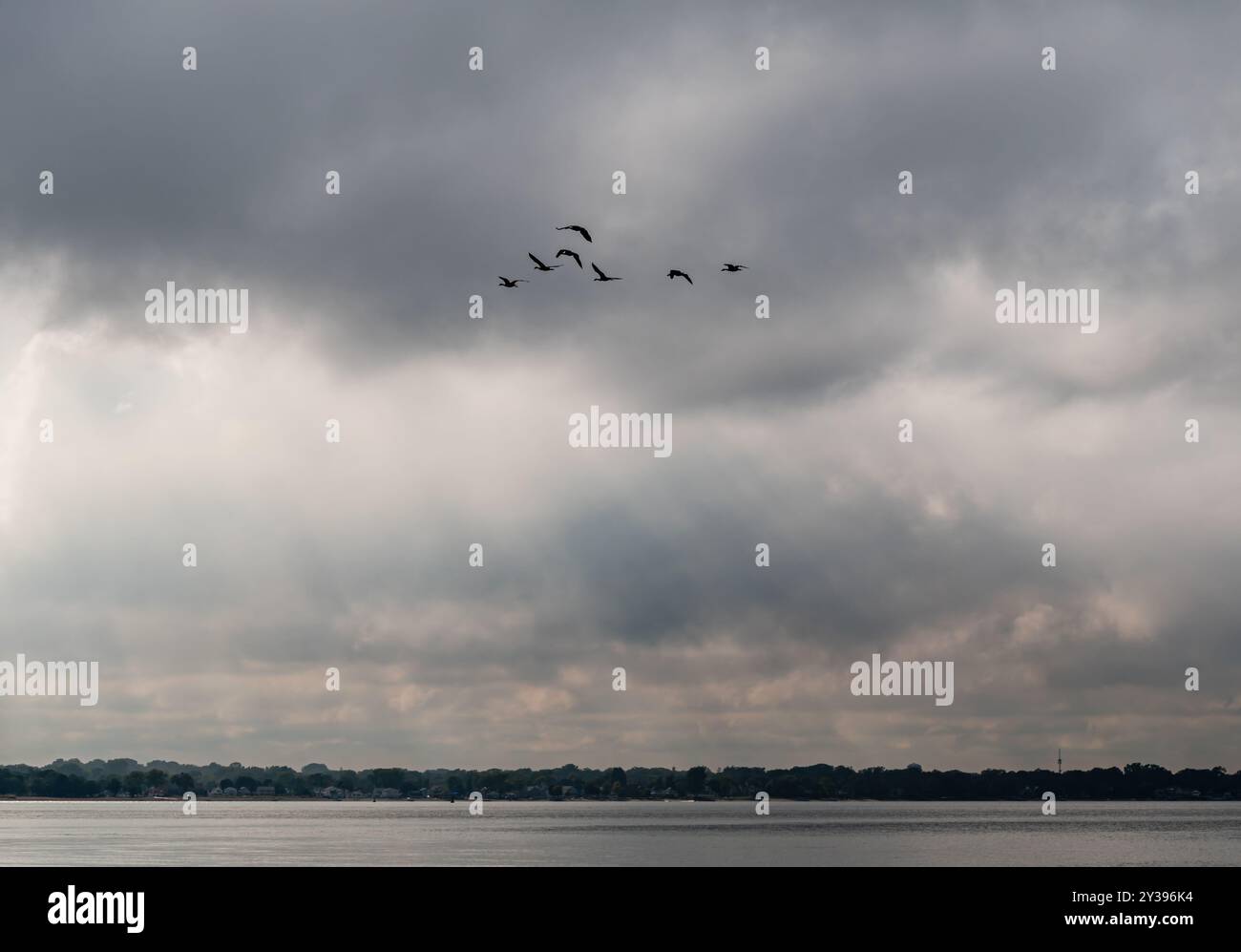 Flock of Canada geese flying in V shape formation across a cloudy sky ...