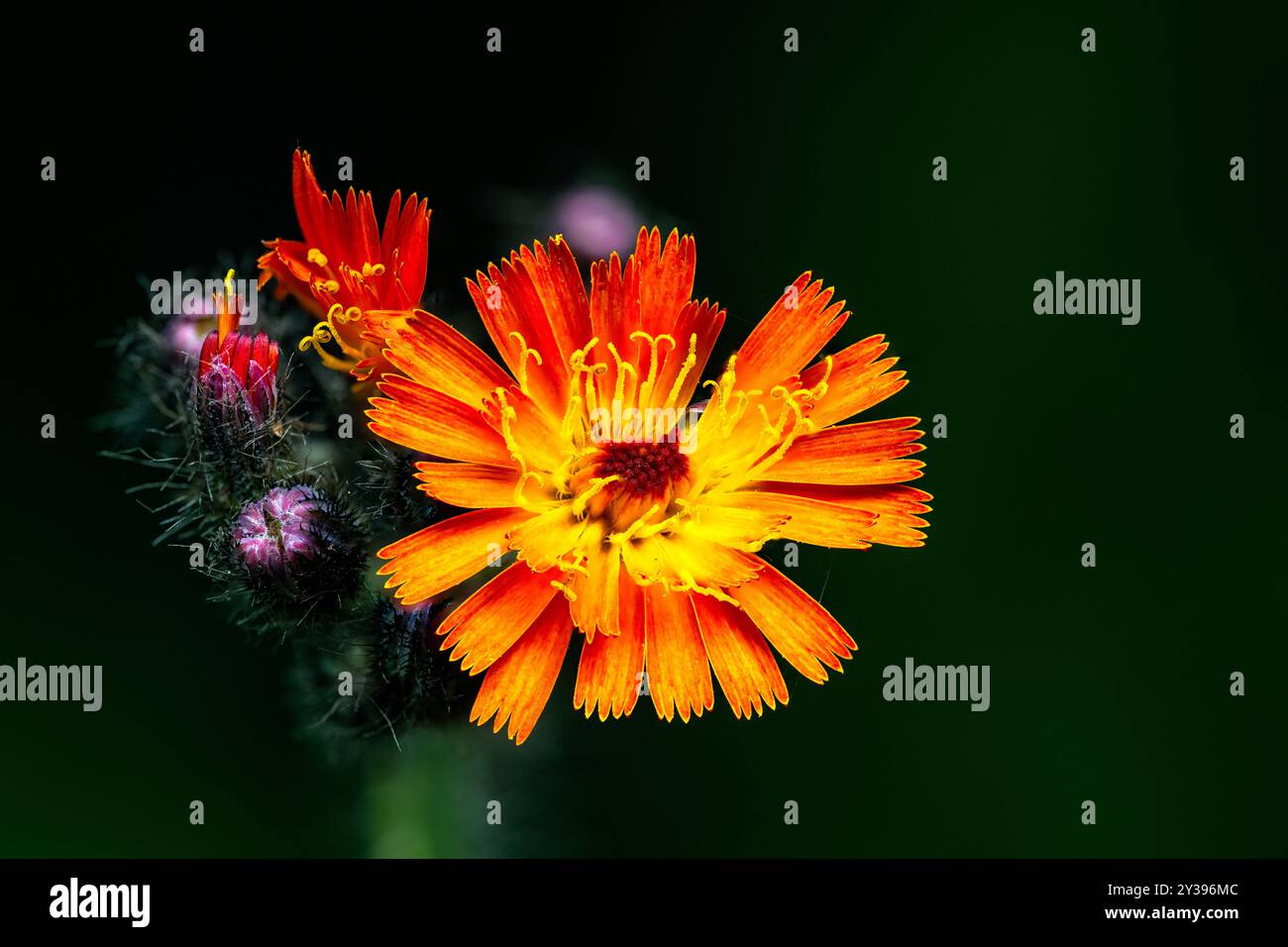 Pilosella aurantiaca wildflower, known as fox-and-cubs or orange ...