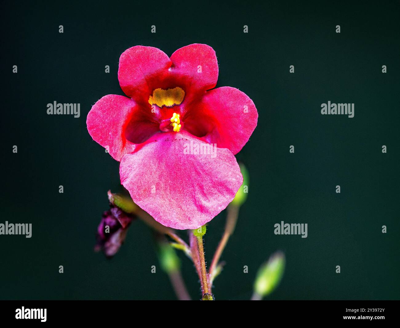 Stiff twinspur (Diascia rigescens) is a species of flowering plant ...