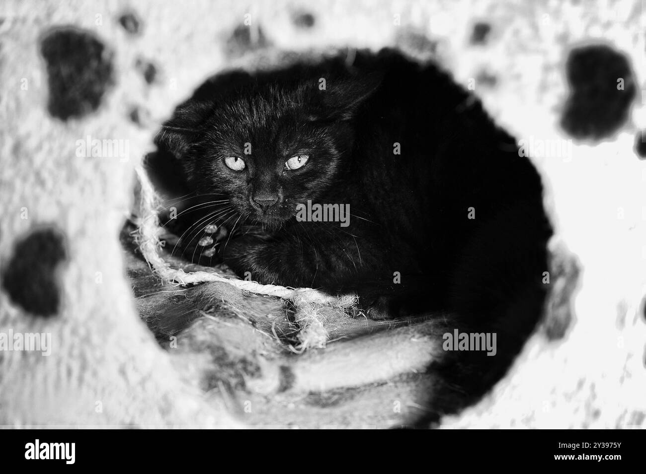 cat, wild, beauty, animal, natural, playing, point, portrait, posing ...