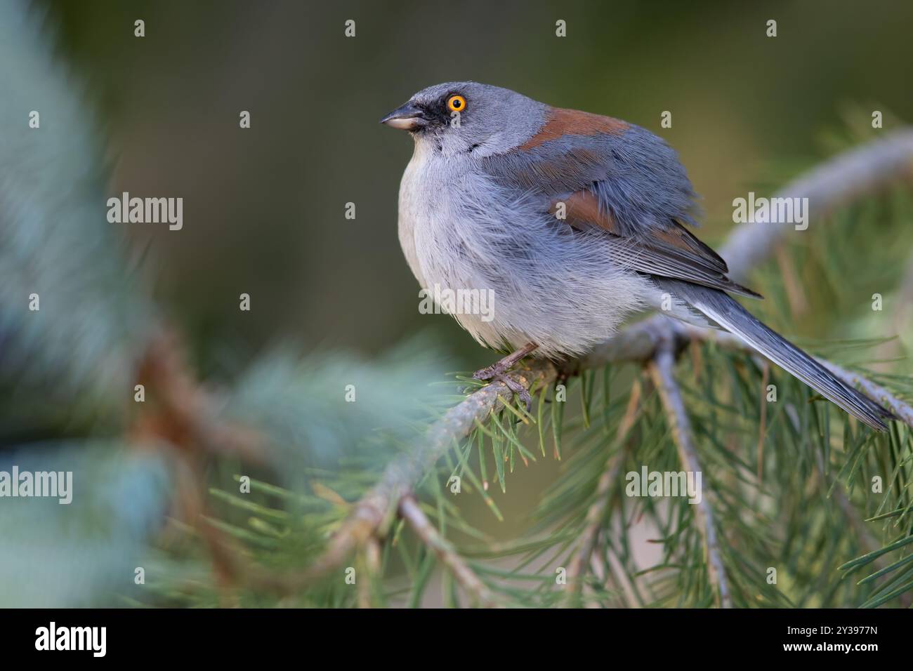 Mexican junco, Yellow-eyed junco (Junco phaeonotus), male sitting on a ...