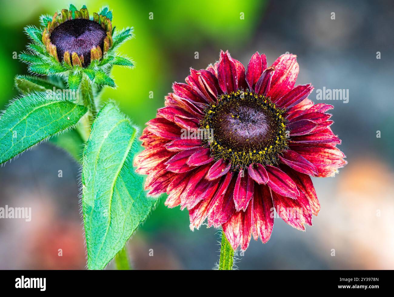 Rudbeckia hirta, also known as black-eyed Susan, seen here late season ...