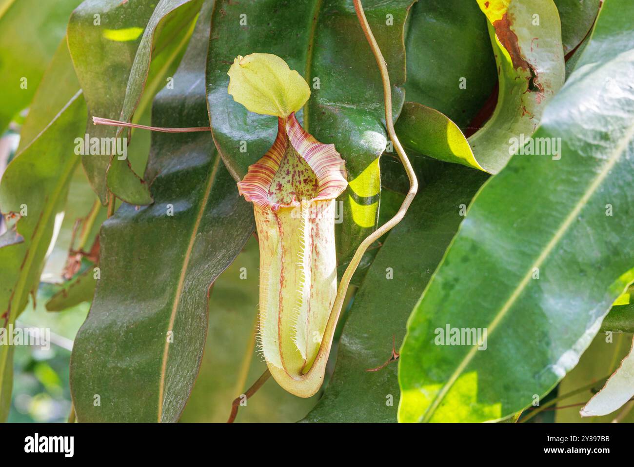 pitcher plant (Nepenthes spec.), leaftrap Stock Photo - Alamy