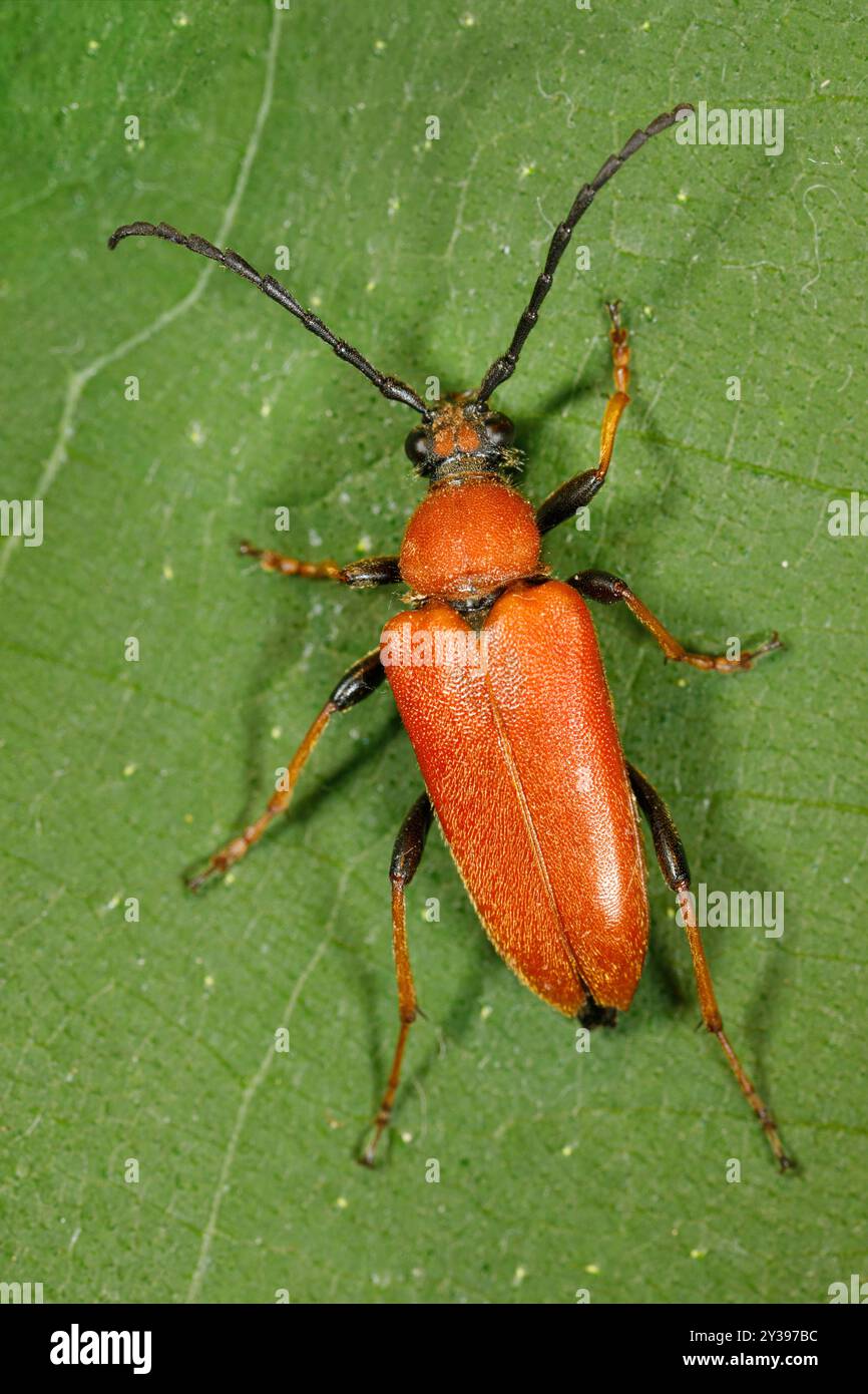 Red Longhorn Beetle (Anoplodera rubra, Stictoleptura rubra, Leptura ...