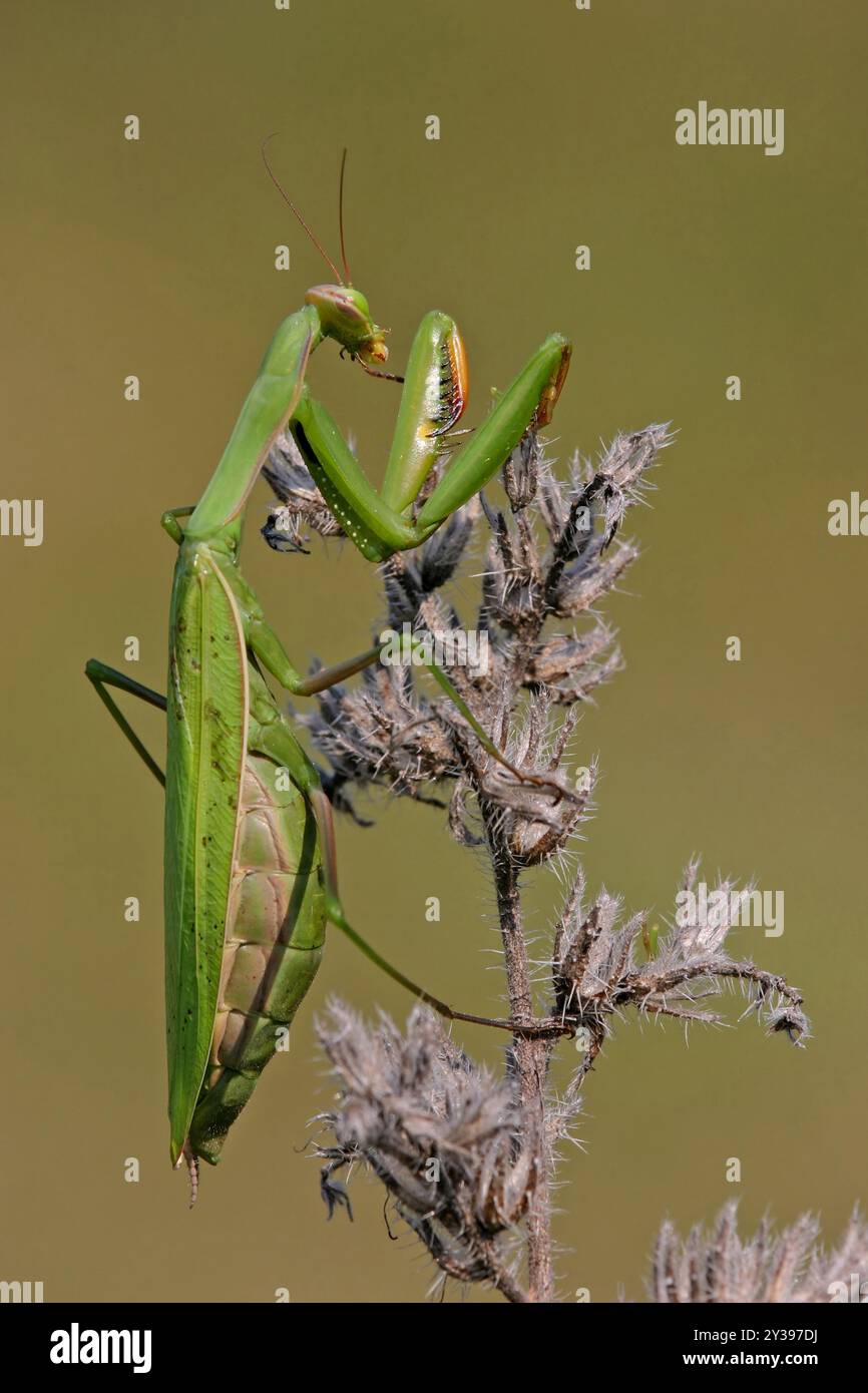European preying mantis (Mantis religiosa), sitting on a thistle ...