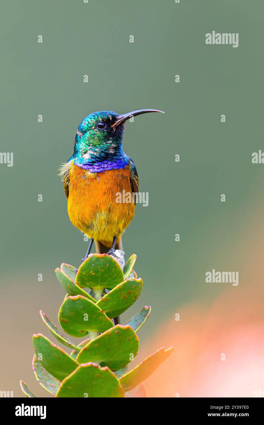 Orangebreasted Sunbird, Orange-breasted Sunbird (Anthobaphes violacea ...