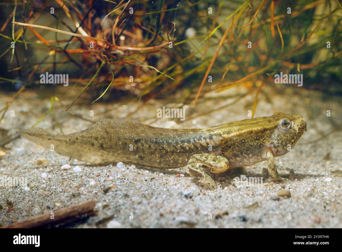 European edible frog, common edible frog (Rana kl. esculenta, Rana ...