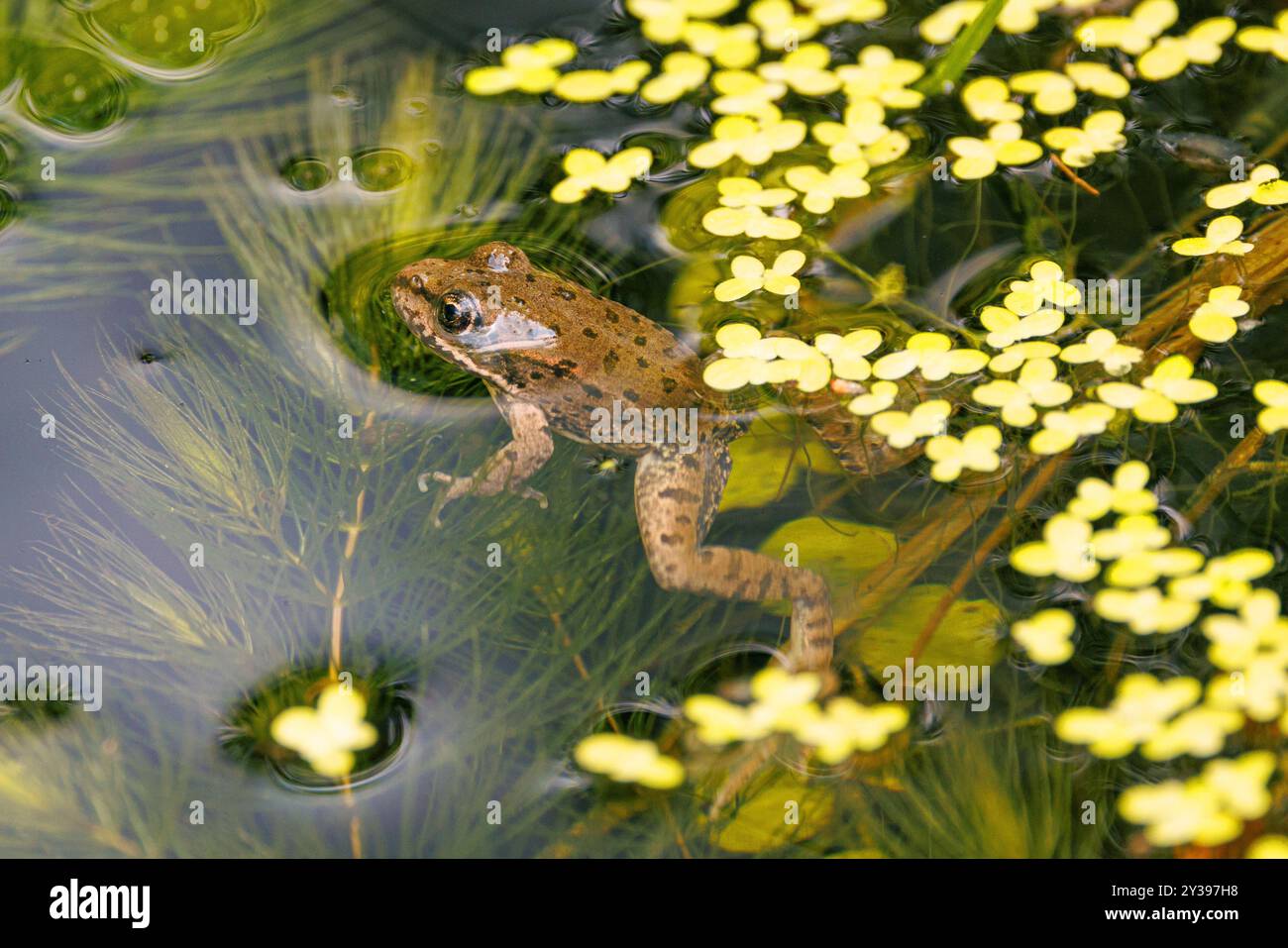 European edible frog, common edible frog (Rana kl. esculenta, Rana ...