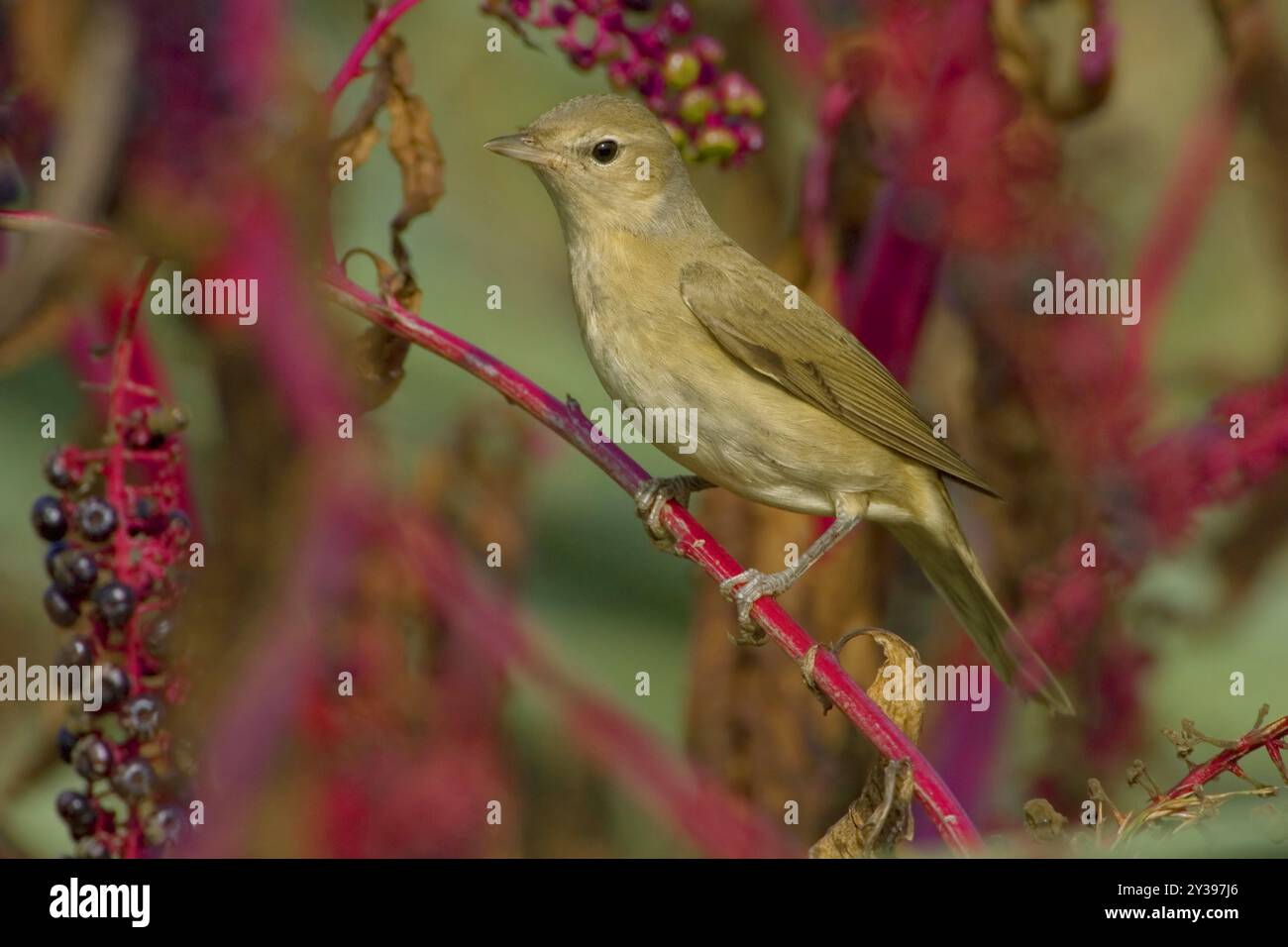 garden warbler (Sylvia borin), sitting on pokeweed, Italy Stock Photo ...