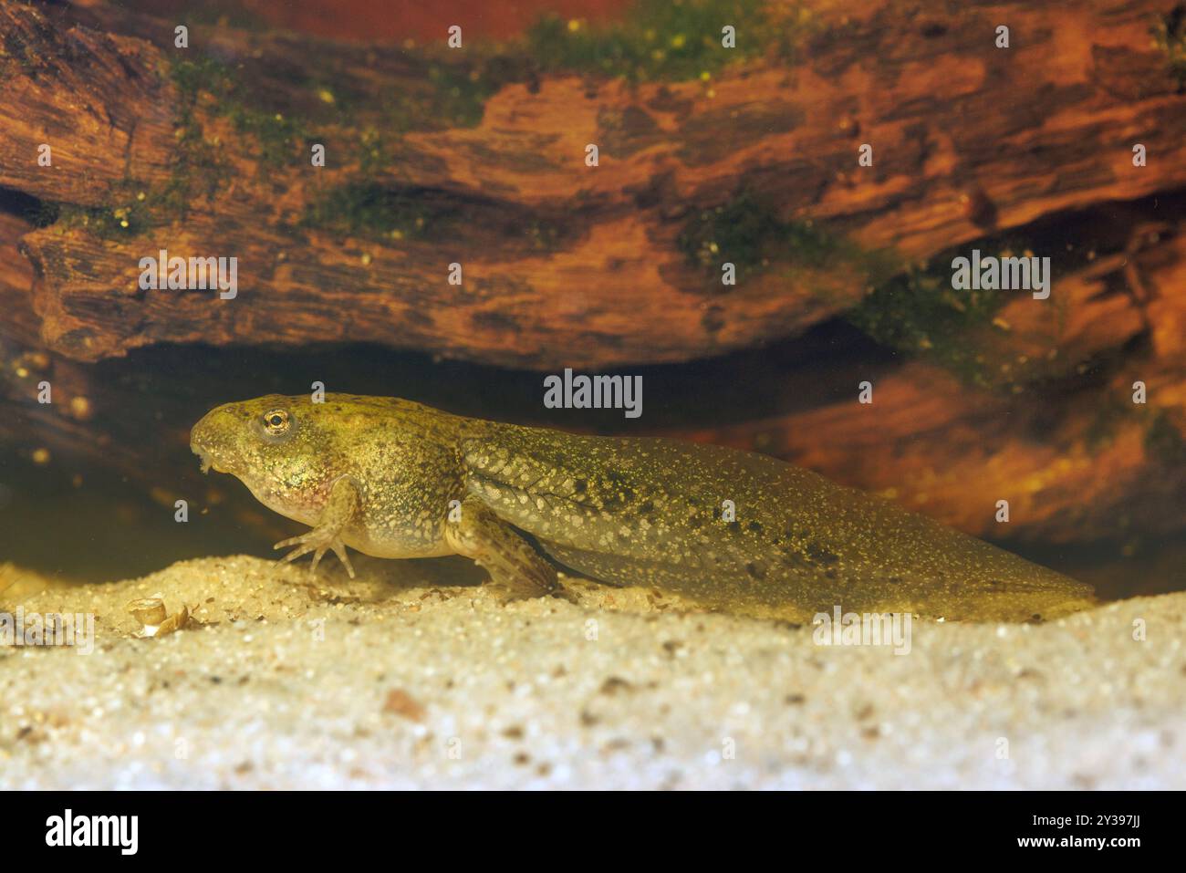 European edible frog, common edible frog (Rana kl. esculenta, Rana ...