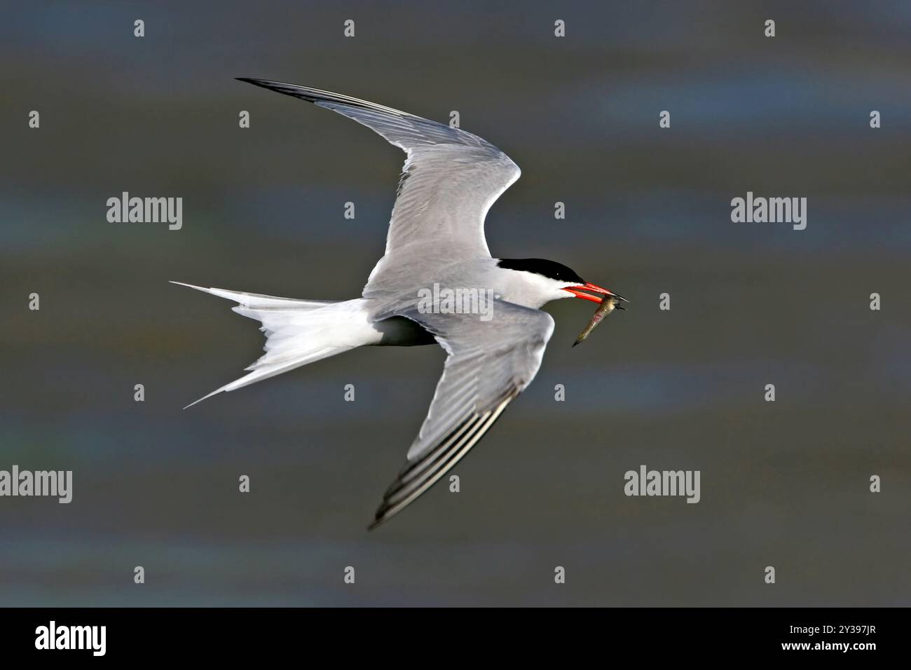 Common tern (Sterna hirundo), in flight over the sea with a fish in its ...