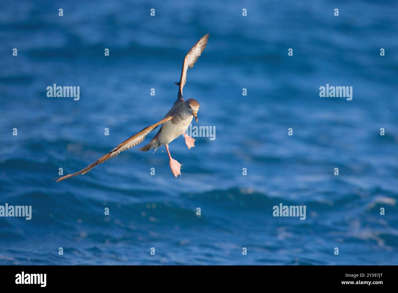 Cory's shearwater, Scopoli's Shearwater (Calonectris diomedea), in ...