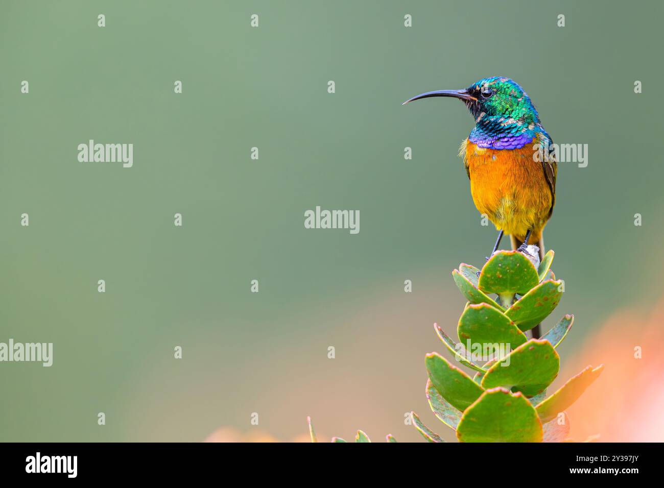 Orangebreasted Sunbird, Orange-breasted Sunbird (Anthobaphes violacea ...