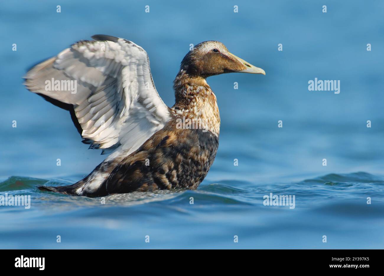 Common eider (Somateria mollissima), male on water, flapping wings, Italy, Tuscany Stock Photo ...