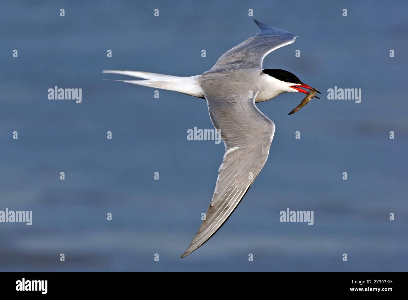 Common tern (Sterna hirundo), in flight over the sea with a fish in its ...