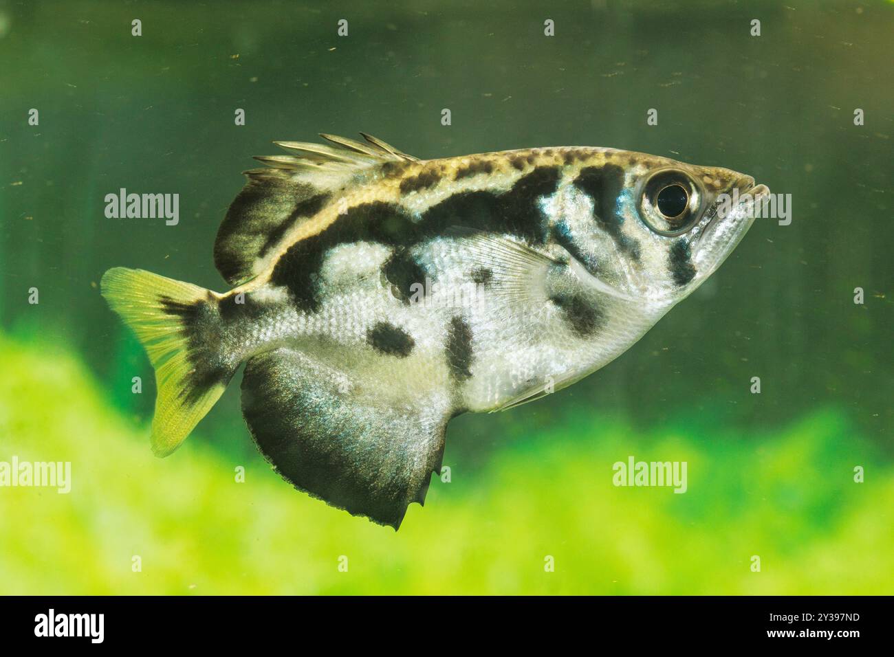 Clouded archerfish (Toxotes blythii), swimming, side view Stock Photo ...