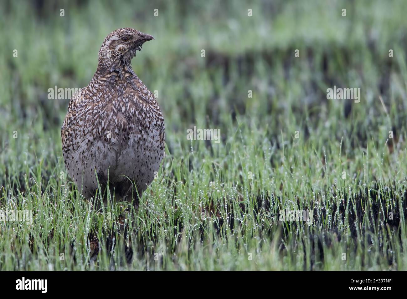 Northern sharp-tailed grouse, Sharp-tailed grouse (Tympanuchus ...