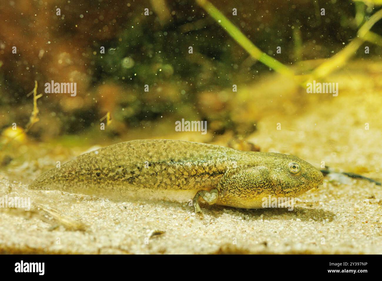European edible frog, common edible frog (Rana kl. esculenta, Rana ...