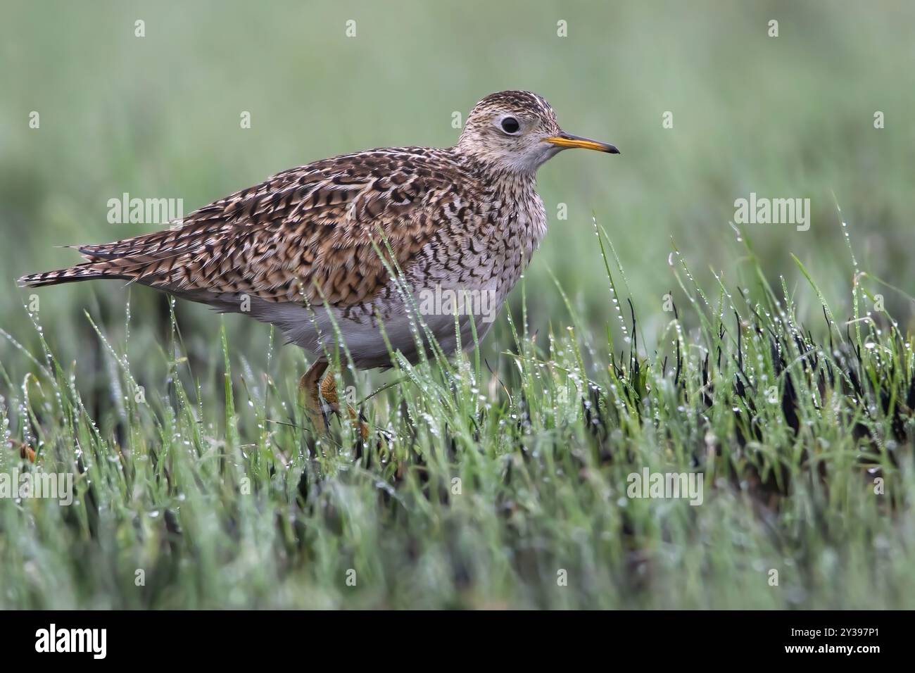 Upland sandpiper, Upland plover, Bartram's sandpiper. (Bartramia ...
