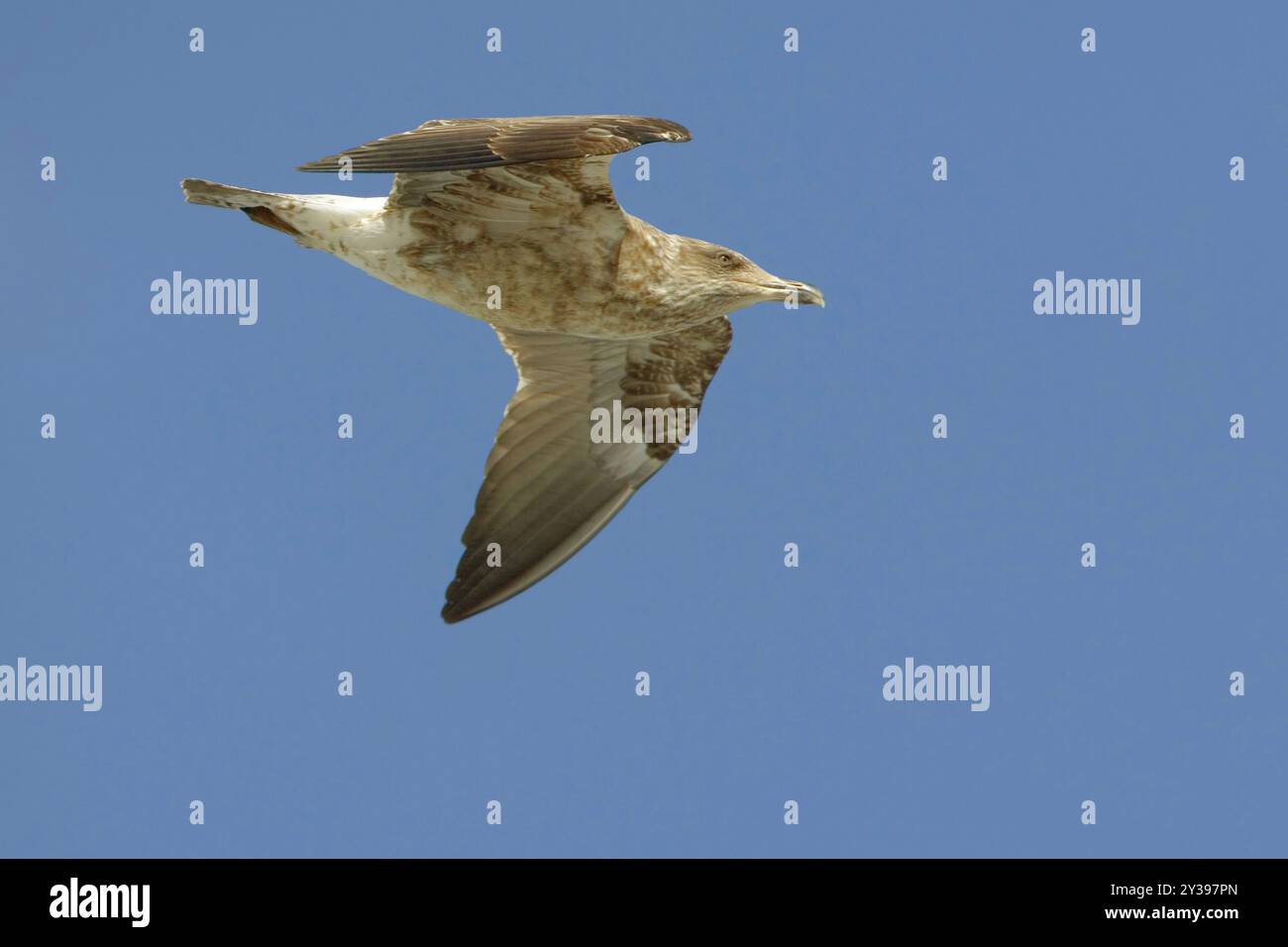 Yellow-legged Gull (Larus michahellis, Larus michahellis atlantis ...