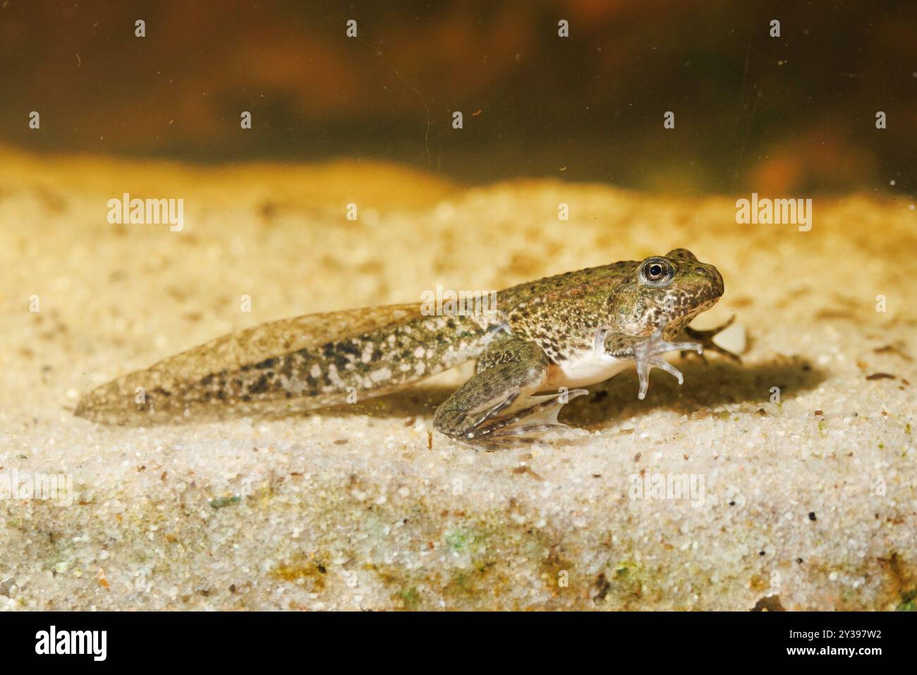 Green toad, Variegated toad (Bufo viridis), four-legged, large tadpole ...